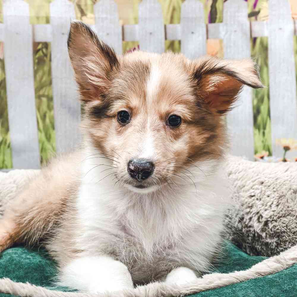 Sheltie Cocker Spaniel Mix Puppies