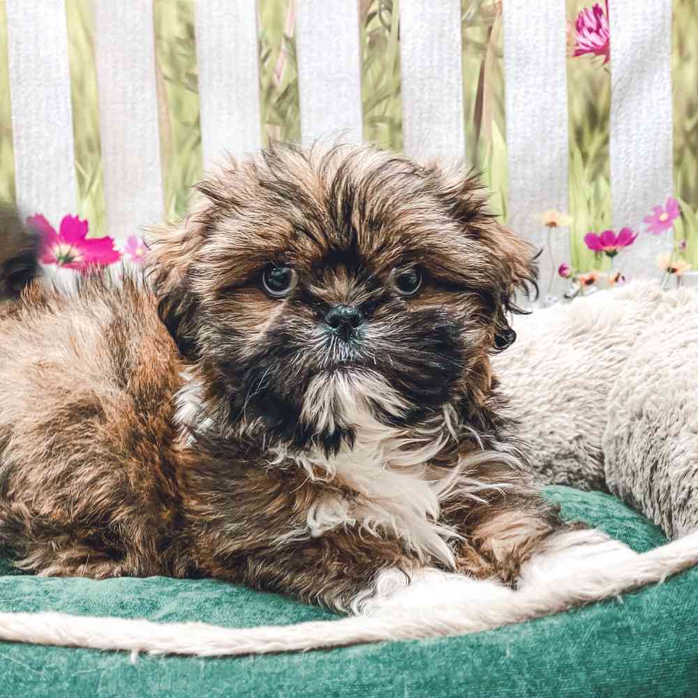 Welcome to Shake A Paw | Finding Best Friends Forever