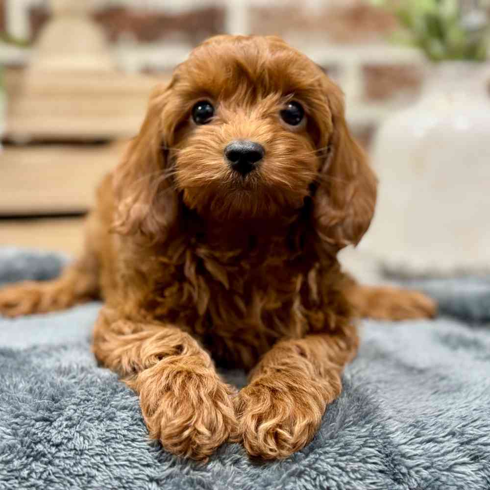 About Cockapoo 2nd Gen Breed