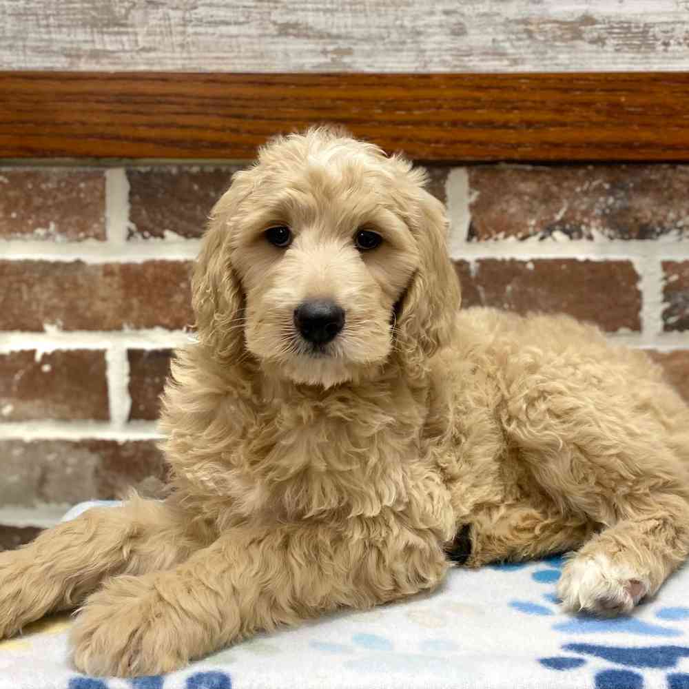 Goldendoodle Full Grown
