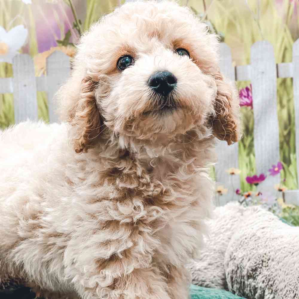 Bichon Poo Full Grown