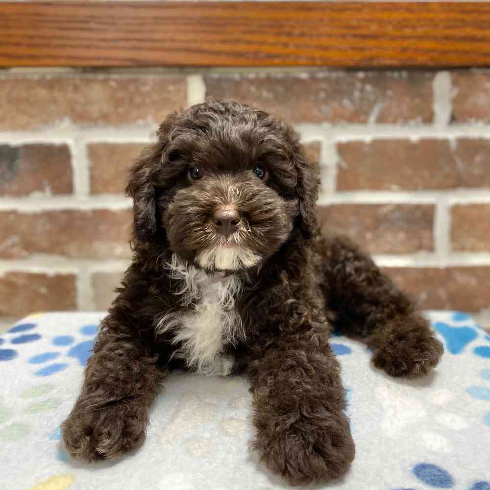 About Mini Newfy-Poo 2nd Gen Breed